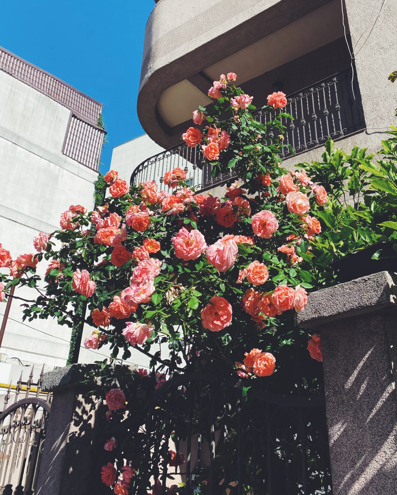 La pas prin cartierul Floreasca - Floreasca